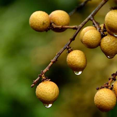 China's Flora Tour: 'Dragon eye' fruit - CGTN