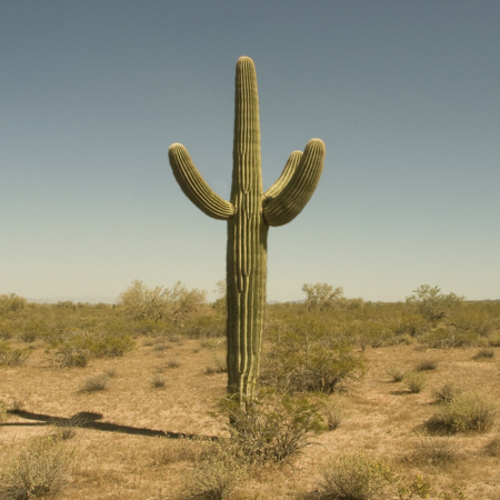 How plants are adapting to environment to survive - CGTN