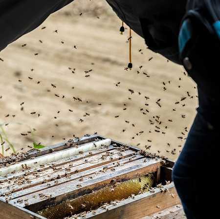 Live: Honey export business in Zambia - CGTN