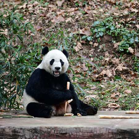 Live: American-born giant panda Bei Bei moves into its new shelter - CGTN