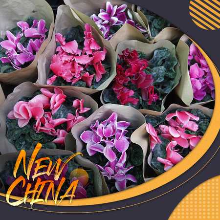 Live: How Yunnan becomes the flower kingdom? - CGTN