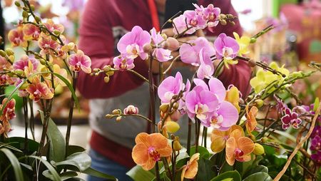 Live: The 1st Sanya Int'l Flower Tourism Festival opens in Hainan - CGTN