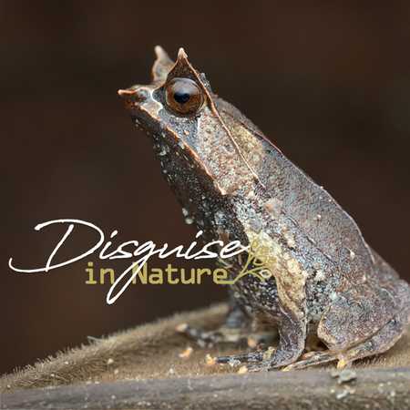 Disguise in Nature: The 'hermit' in rainforest - CGTN