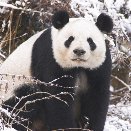 Adorable pandas wrestle in snow at panda base in NW China - CGTN