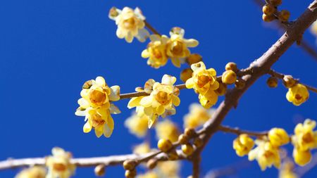 Wintersweet: The sweet that only blooms in winter - CGTN