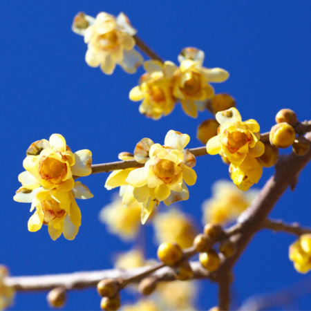 Wintersweet: The sweet that only blooms in winter - CGTN