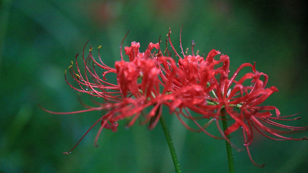 Red Spider Lily Meaning 237434 Red Spider Lily Meaning Red Spider Lily Meaning 237434 Red Spider Lily Meaning