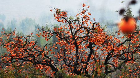 Persimmons harvest time in E China - CGTN