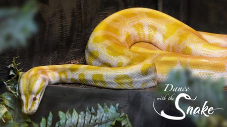 Dance with the Snake: Python's distinctive skin aids its doom - CGTN