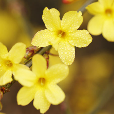 Winter jasmine: Elegant Chinese flower welcomes the coming of spring - CGTN
