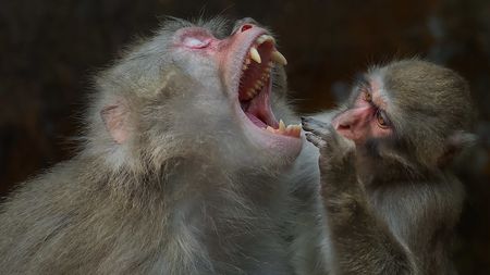 Macaque 'dentist'! Japanese macaque examine teeth from pack friend - CGTN