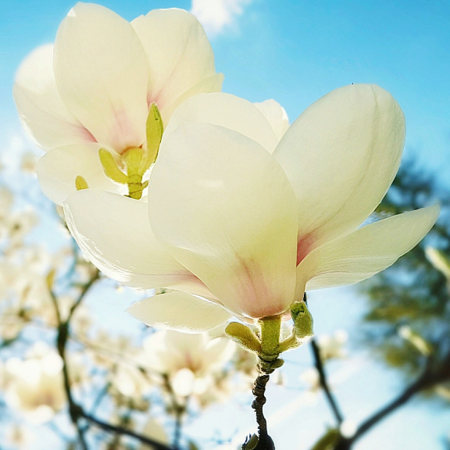 Yulan Magnolia: The elegant envoy of spring - CGTN