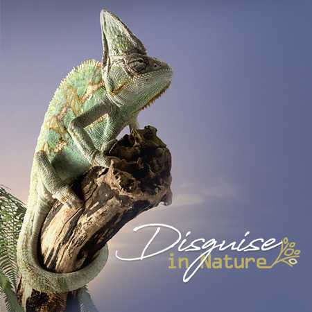 Disguise in Nature: A famous master of disguise - CGTN