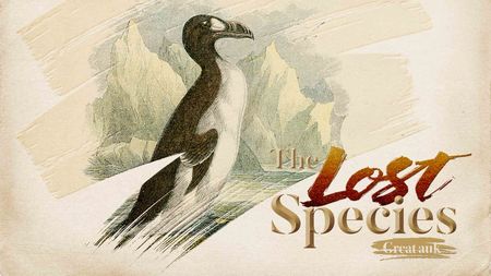 Great auk: Flightless 'penguin' hunted to extinction for its feathers ...