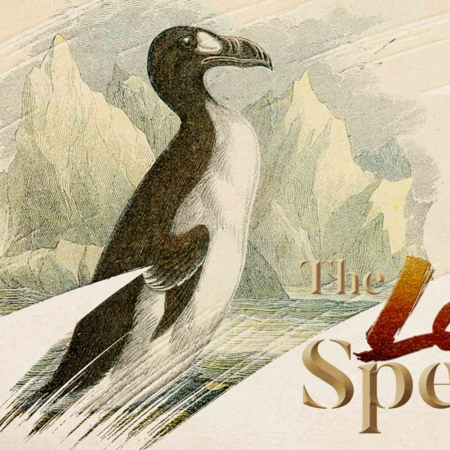 Great auk: Flightless 'penguin' hunted to extinction for its feathers ...