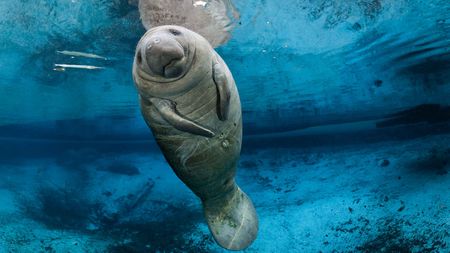 Manatees: The endangered 'mermaids' - CGTN