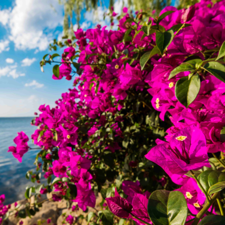 Bougainvillea: The 'celebrity' flower adding color to winter - CGTN