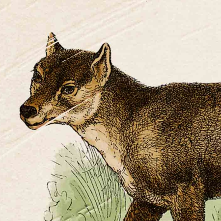 Tasmanian wolf: The extinct marsupial that lived as a scapegoat - CGTN