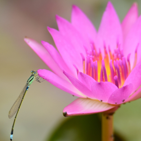 Water lilies bloom in early winter of China's island province - CGTN
