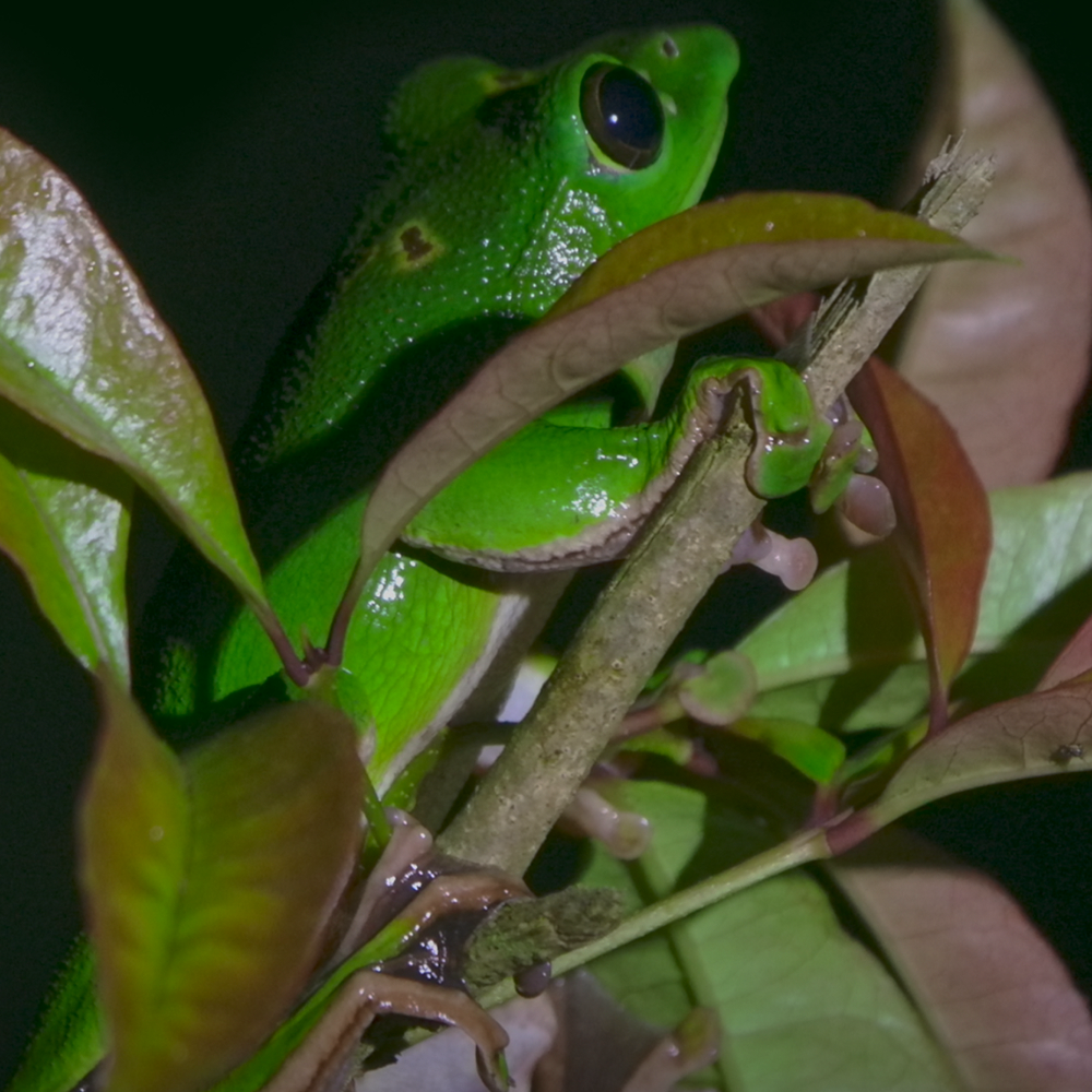 Greater Bay Area Series - Journeys in Nature | CGTN
