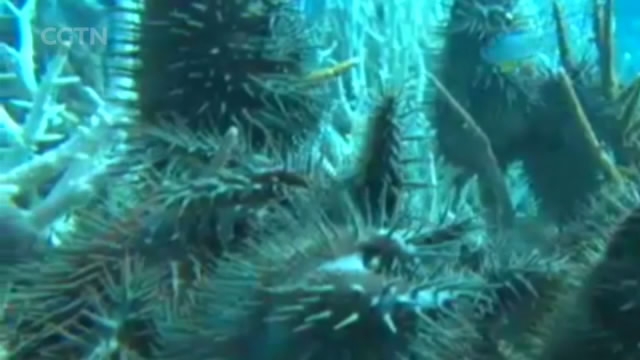 Saving the Great Barrier Reef: Giant snails plan to protect coral from starfish - CGTN