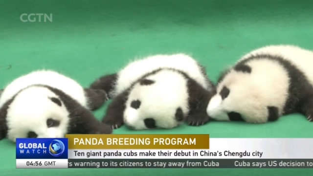 Panda Breeding Program: Ten giant panda cubs make their debut in China ...
