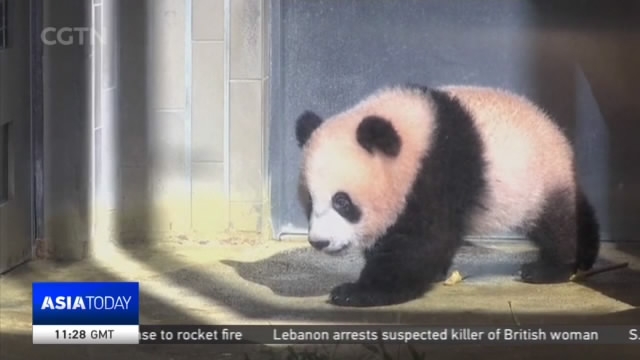 Panda in Japan: Japan's baby panda makes first appearance - CGTN