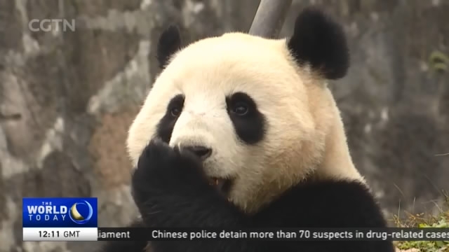 Giant Panda Debut: 'National treasure' Nuan Nuan comes home from ...